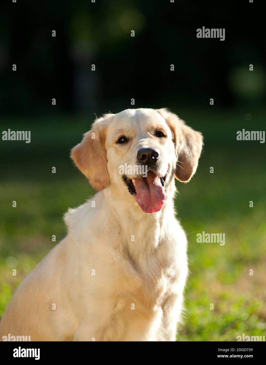 Portrait golden retriever outdoor hi-res stock photography and images ...