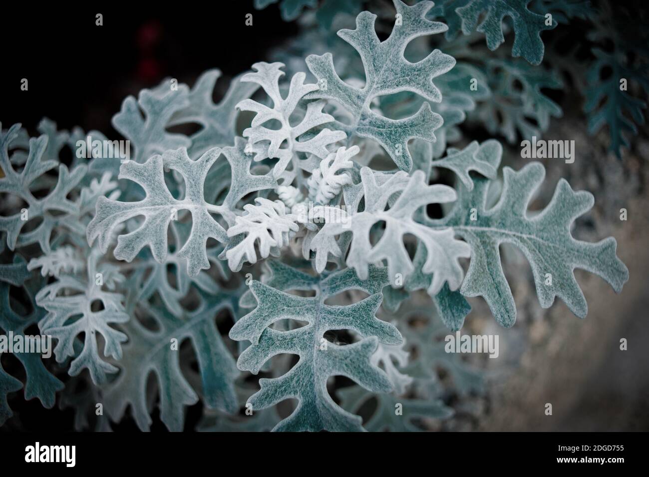 Dusty miller hi-res stock photography and images - Alamy