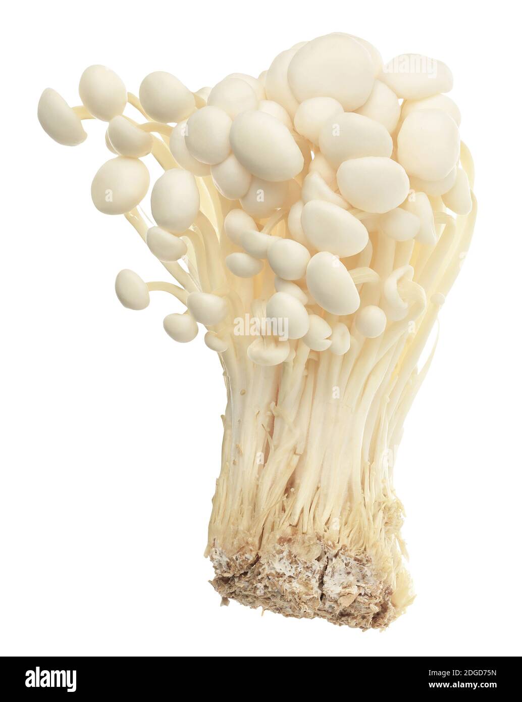 Golden Needle Mushrooms