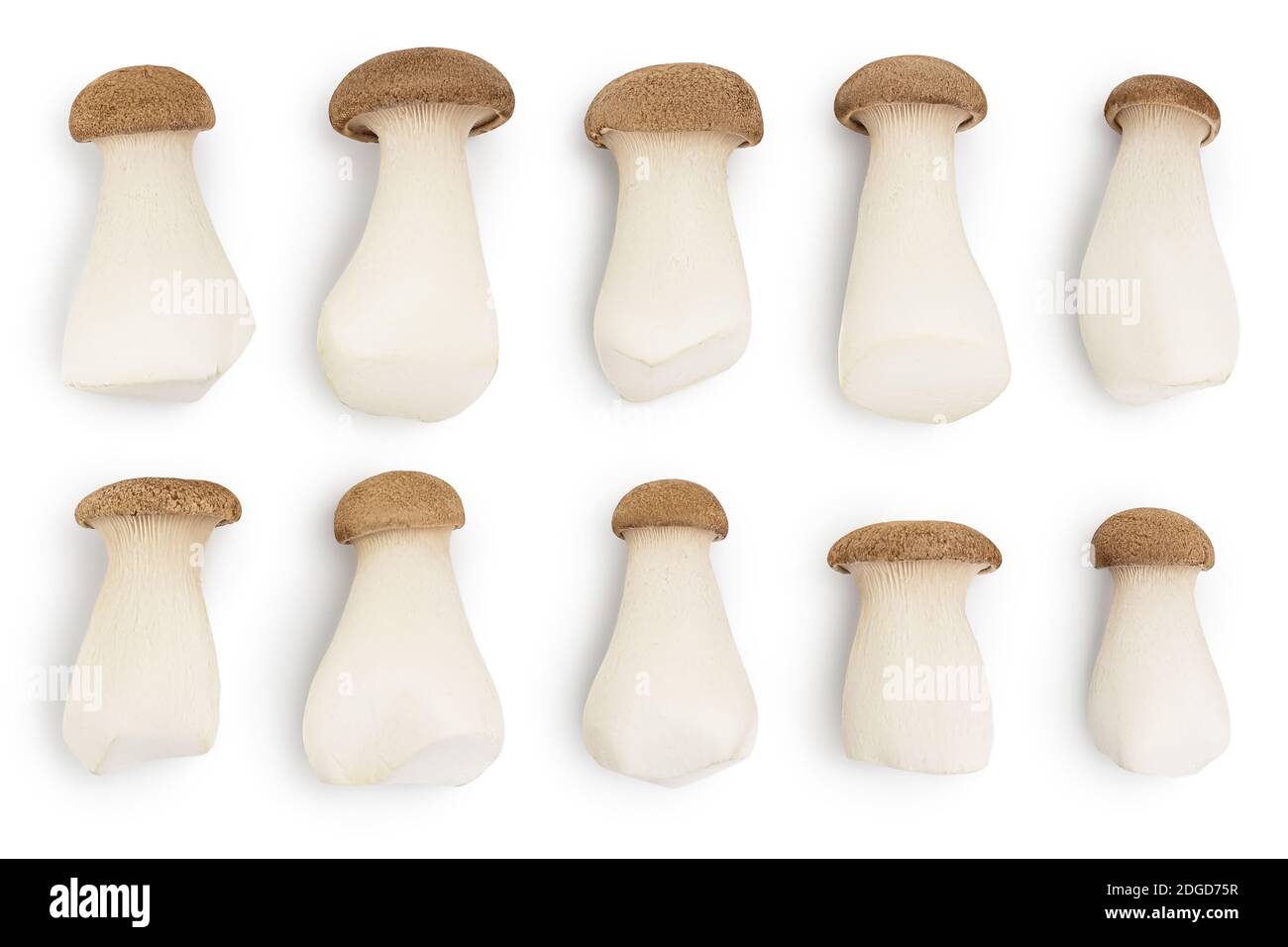King Oyster mushroom or Eringi isolated on white background with ...