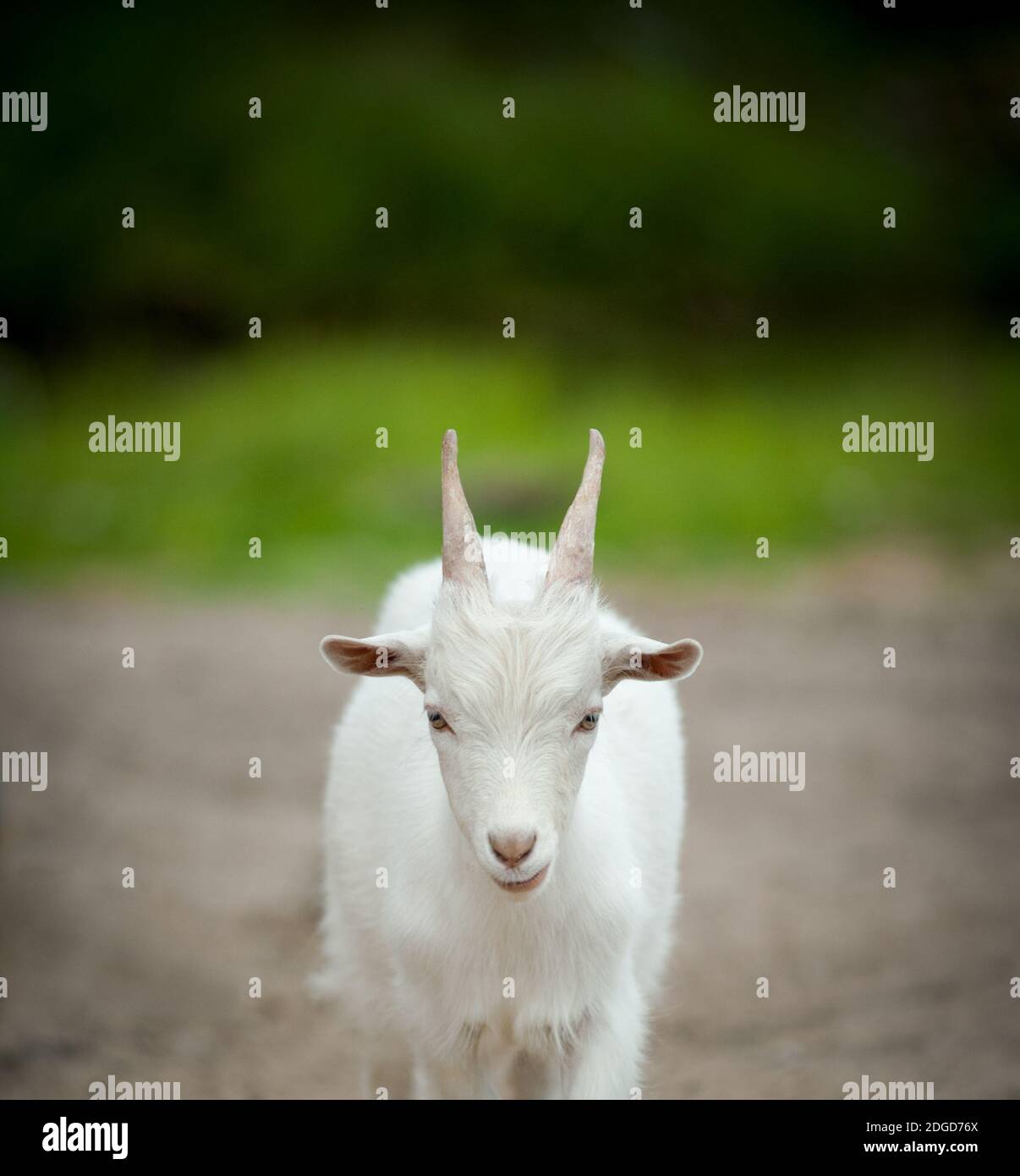 little white goat Stock Photo - Alamy