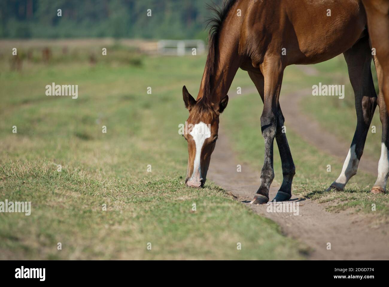 Healthy foal hi-res stock photography and images - Alamy