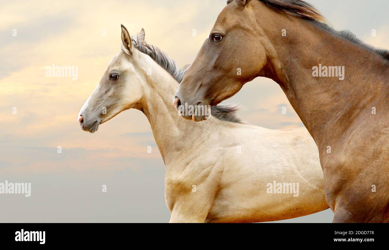 purebred horses closeup in sunset Stock Photo - Alamy