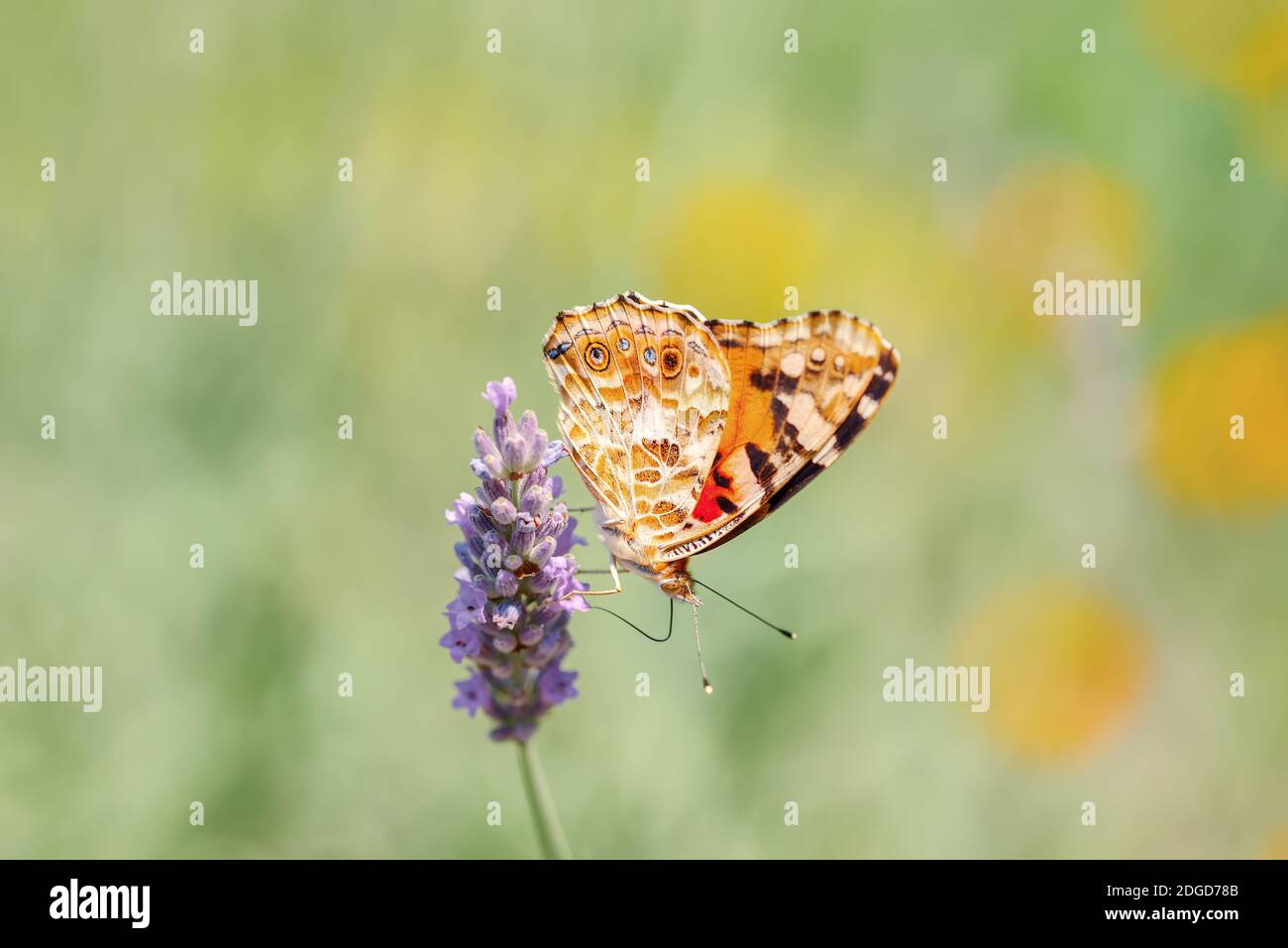The macro photo of a red monarch butterfly sitting in lavender field ...