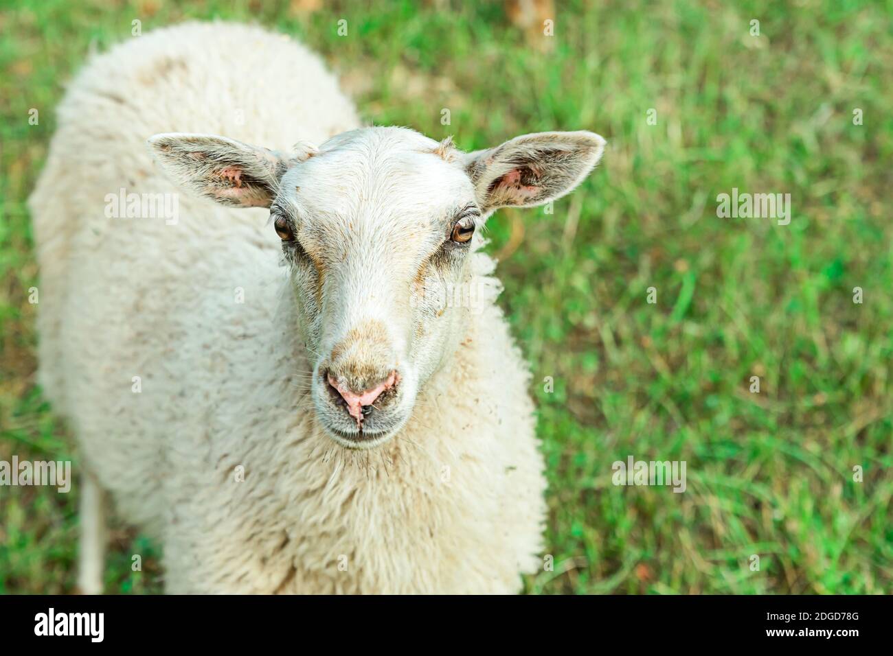 White sheep with big ears standing on the green grass looking into the ...