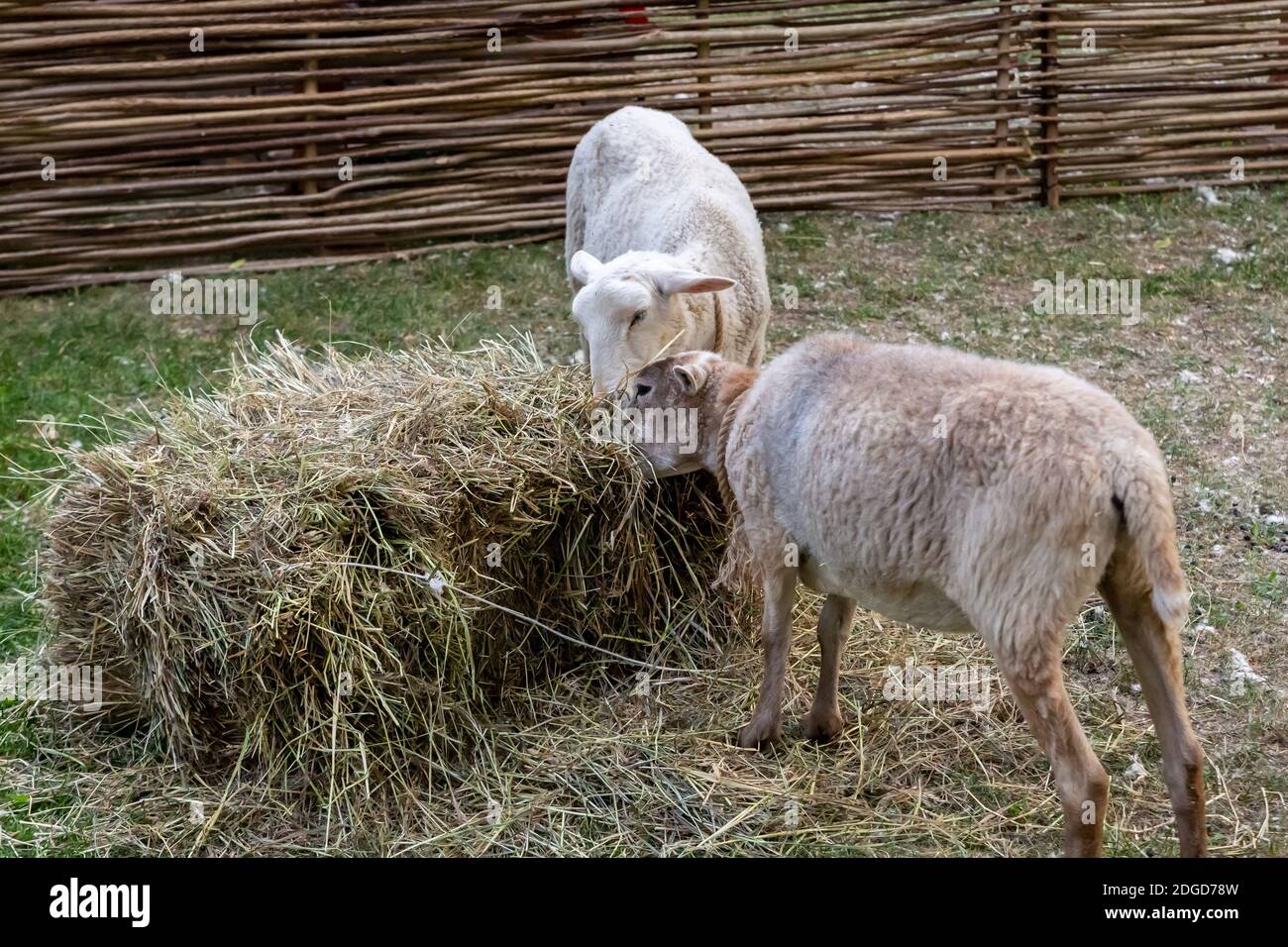 Pile of wool sheep hi-res stock photography and images - Alamy