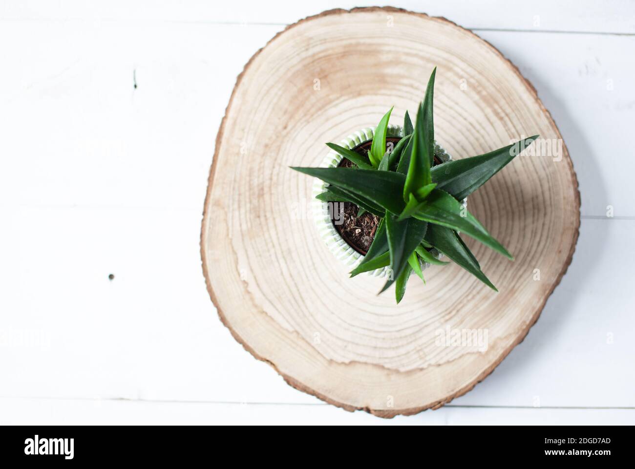 Plants top view hi-res stock photography and images - Alamy