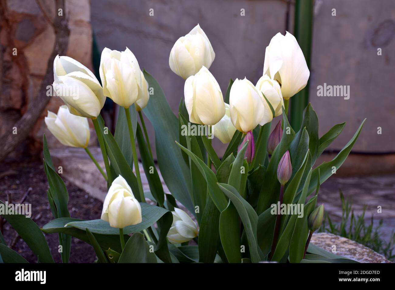 Window box tulips hi-res stock photography and images - Alamy