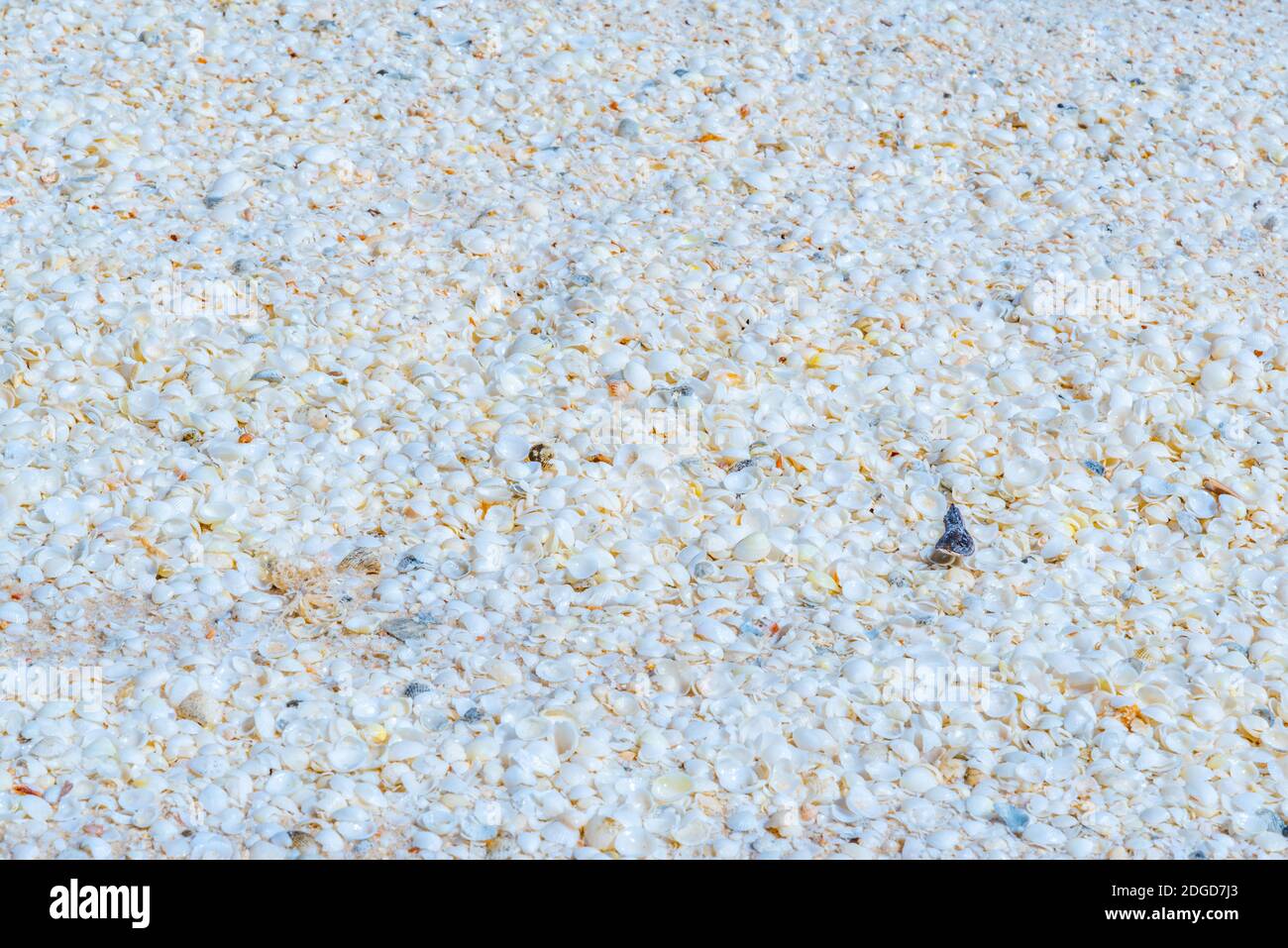shells at the shell beach in Australia Stock Photo - Alamy
