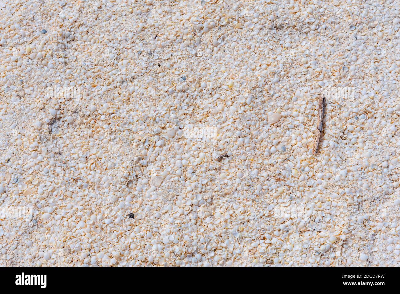 Shark bay australia shells hi-res stock photography and images - Alamy
