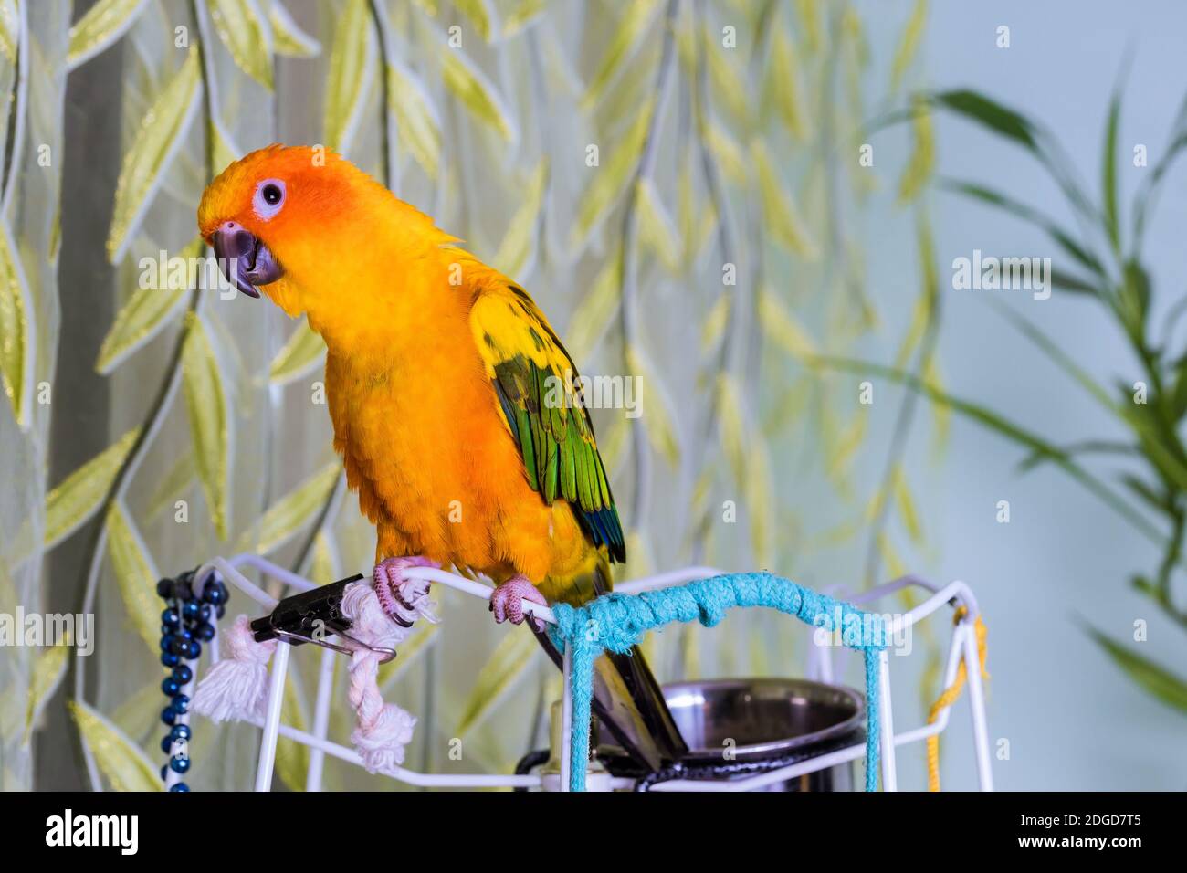 Turquoise parrot hi-res stock photography and images - Alamy