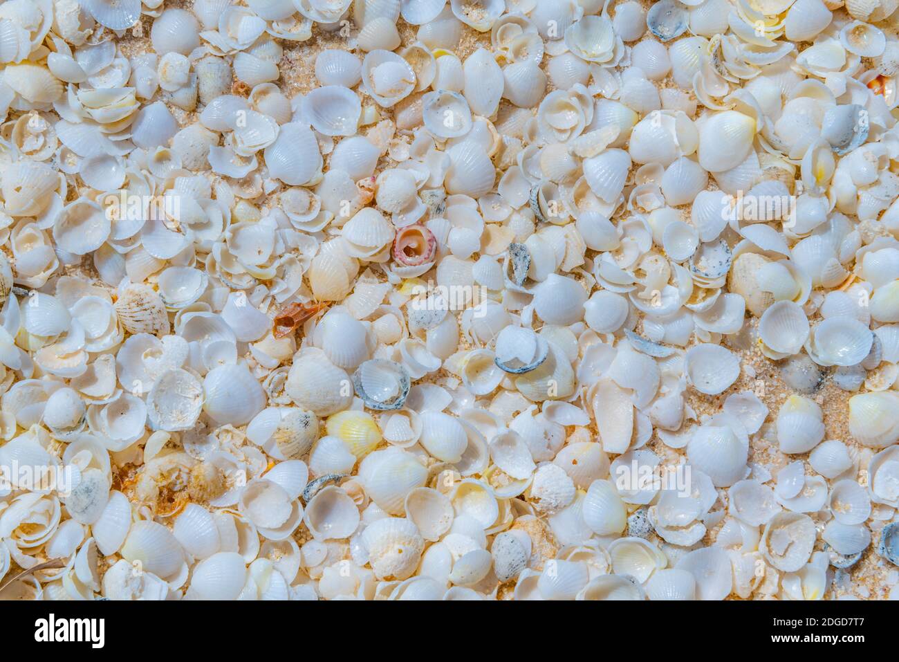 shells at the shell beach in Australia Stock Photo - Alamy