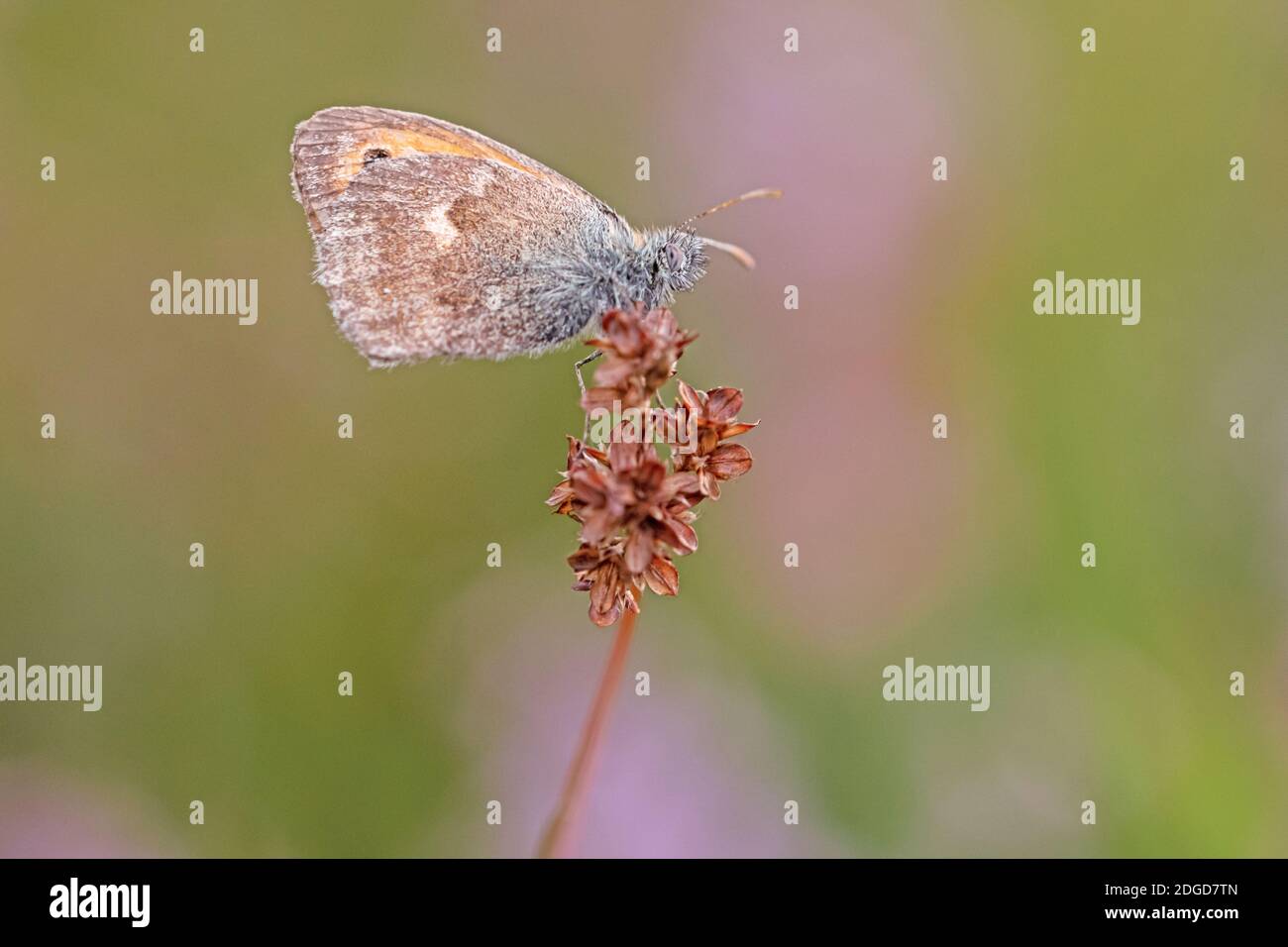 Small heath butterfly Stock Photo - Alamy