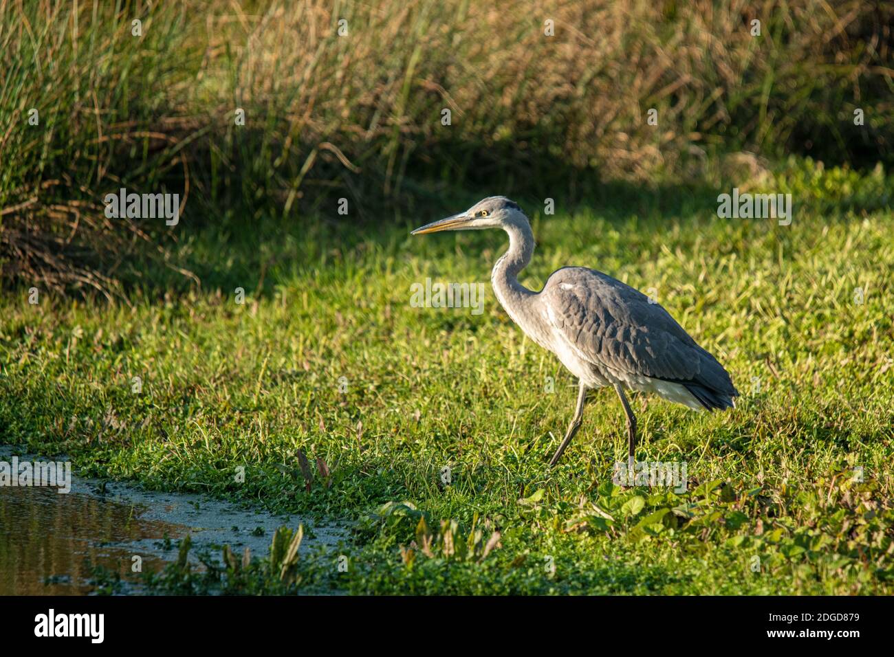 Gray moor hi-res stock photography and images - Alamy