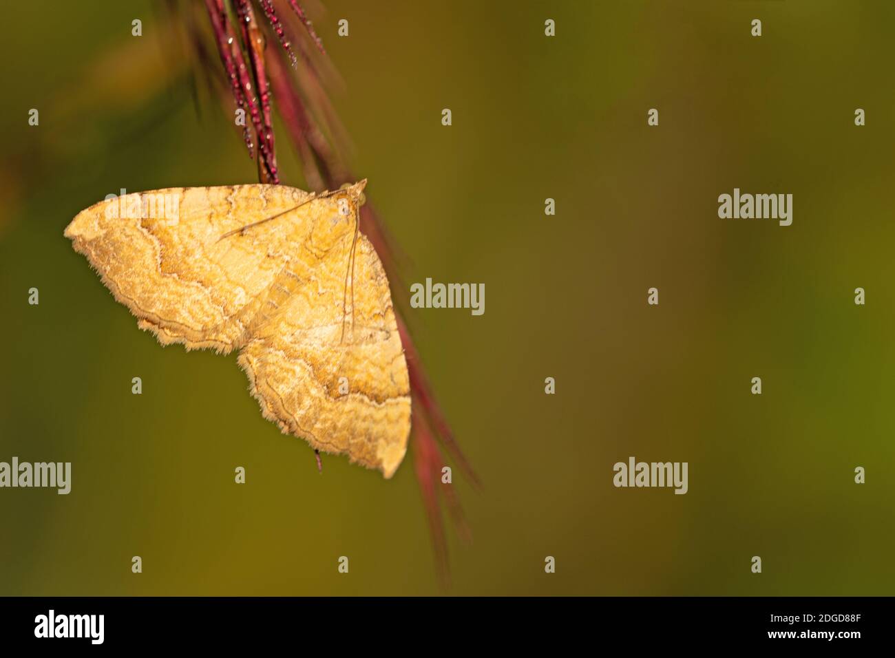 Yellow shell (moth Stock Photo - Alamy