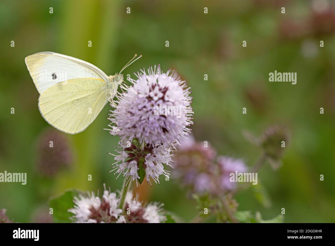 The cabbage butterfly hi-res stock photography and images - Alamy