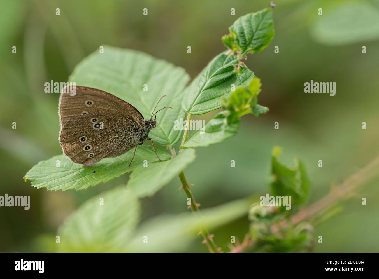 Butterfly ringlet hi-res stock photography and images - Alamy