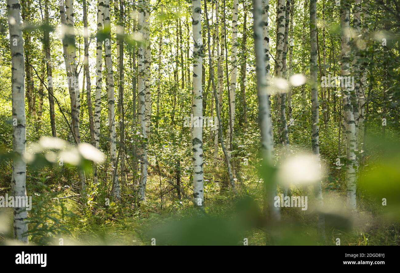 Birch Trees Forest in Finland Stock Photo - Alamy