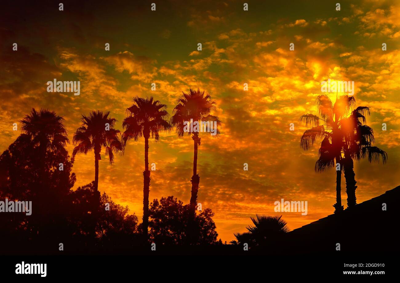 Silhouette of palm trees at sunset Stock Photo - Alamy