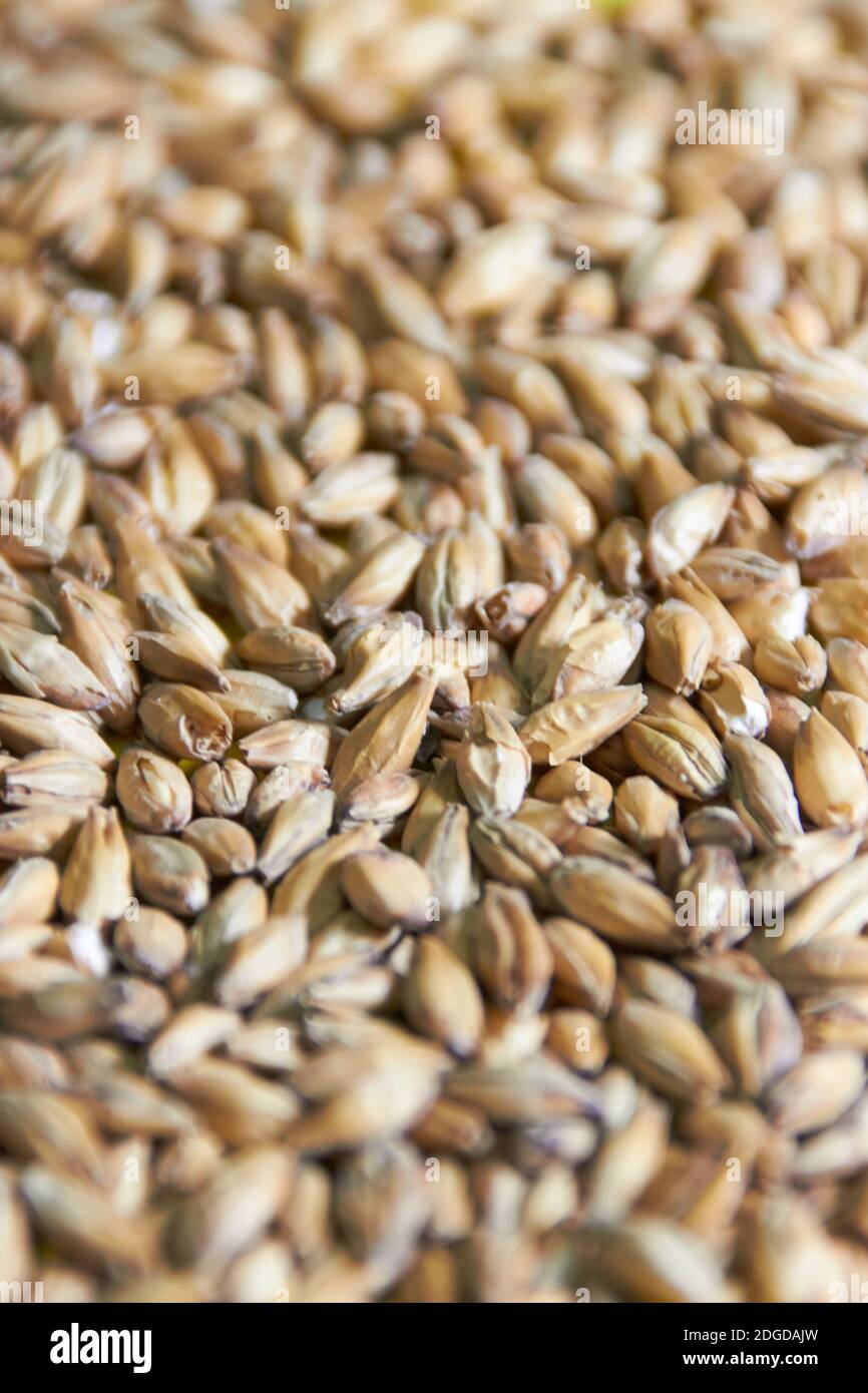 Barley grains for background texture Stock Photo - Alamy