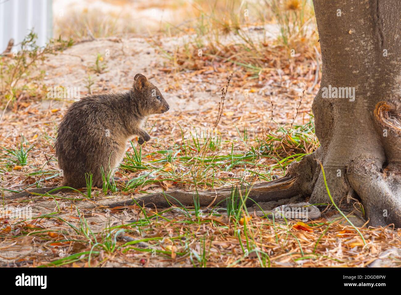 Quokka living at Rottnest island near Perth, Australia Stock Photo - Alamy