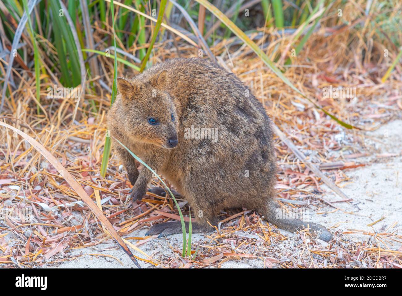 Quokka living at Rottnest island near Perth, Australia Stock Photo - Alamy