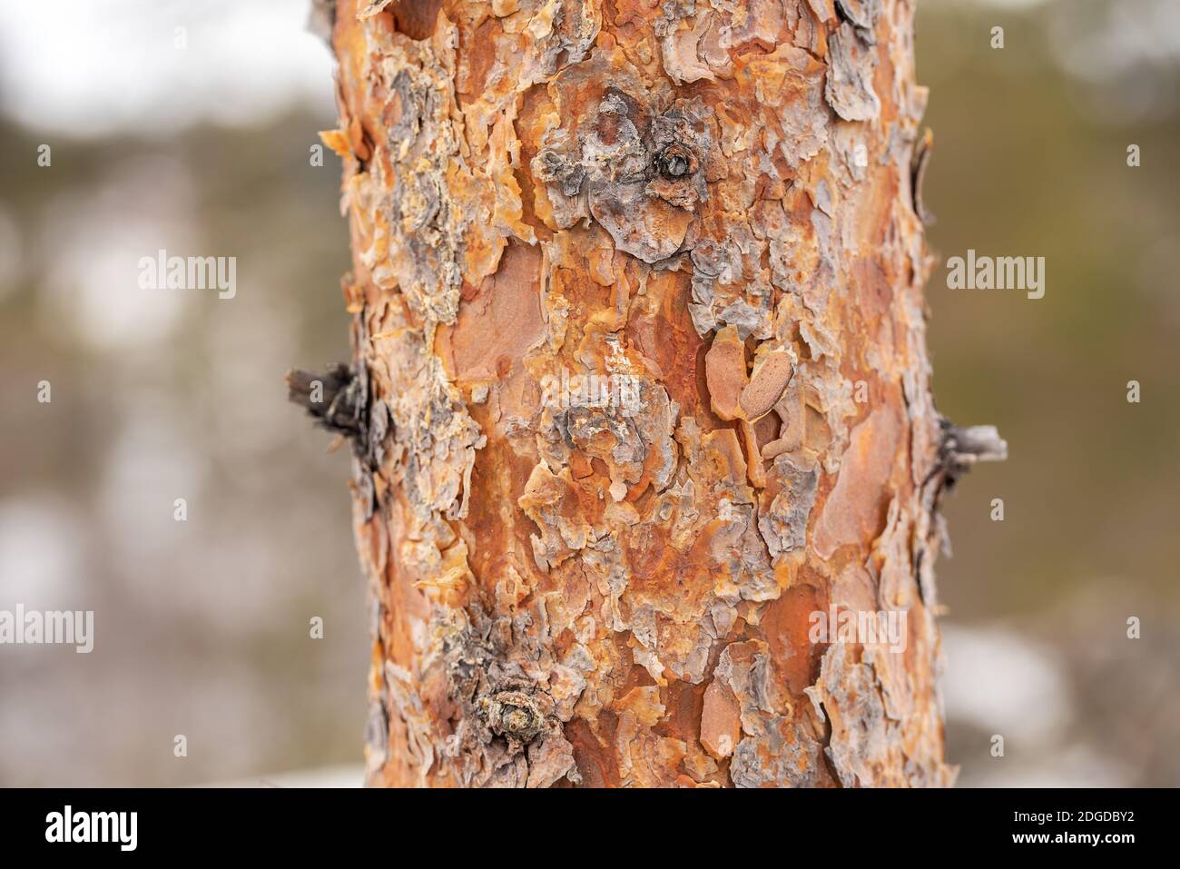 Rough tree texture hi-res stock photography and images - Alamy