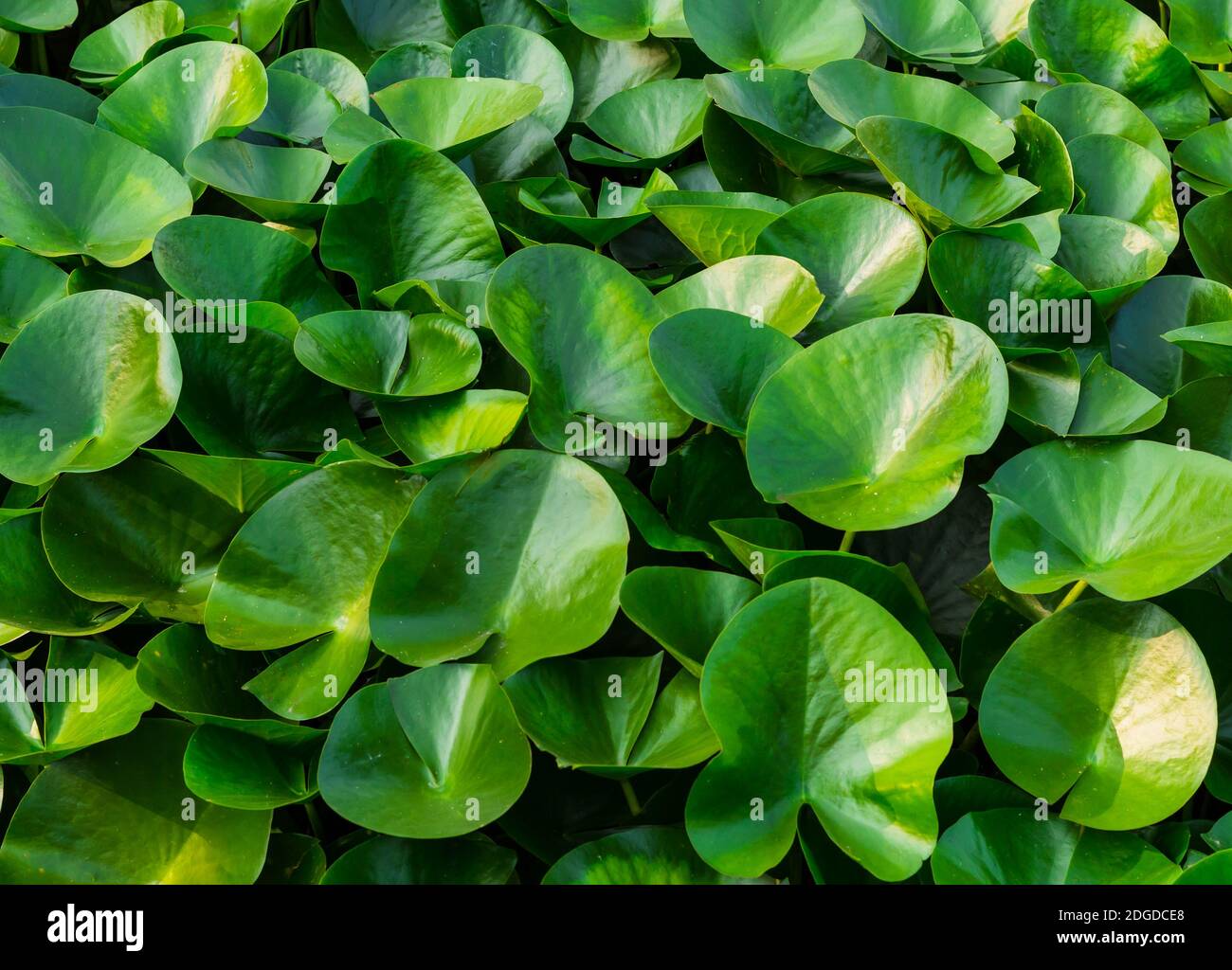 Wide smooth green lotus leaf pattern plant plant lake background eco ...