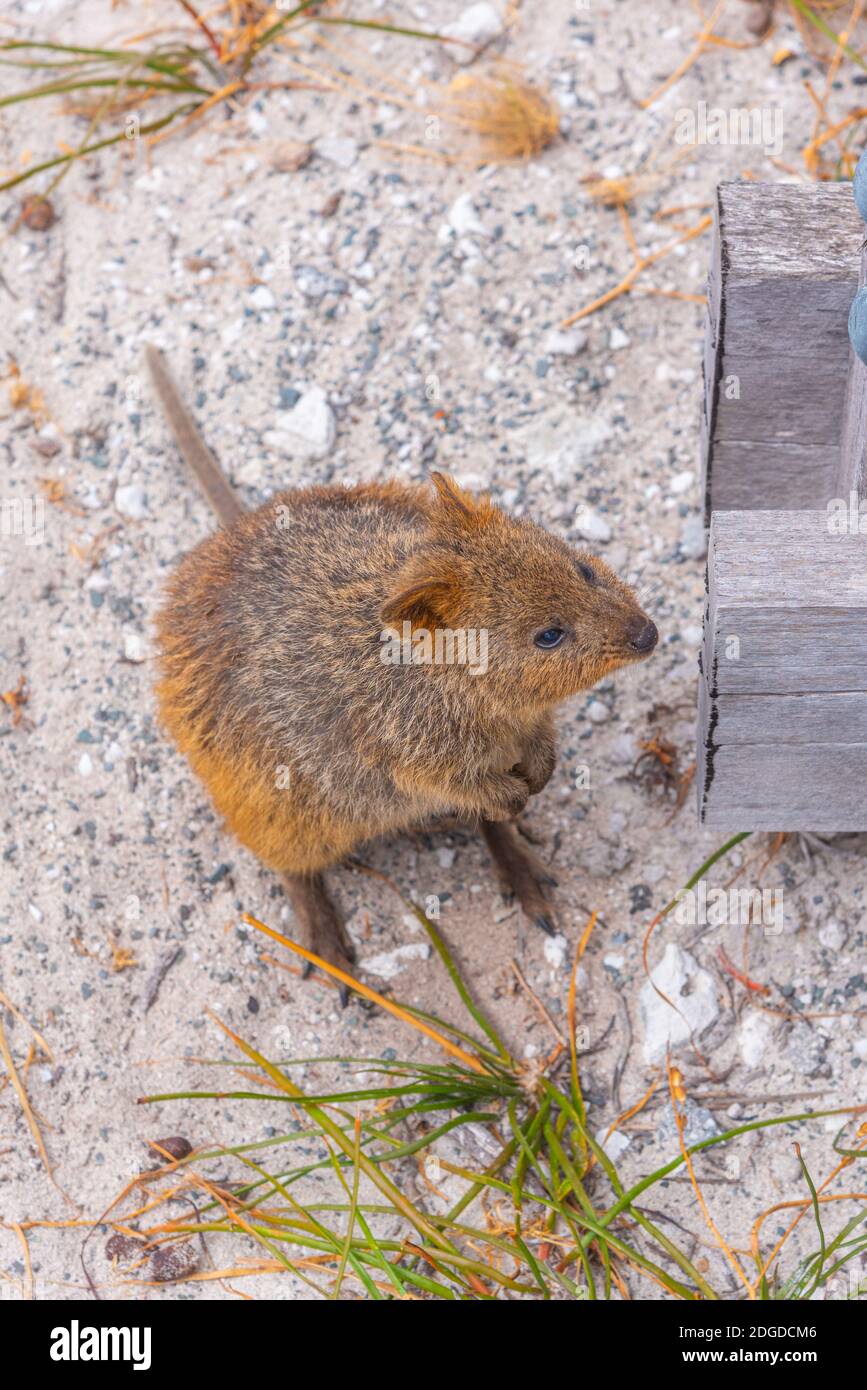 Quokka living at Rottnest island near Perth, Australia Stock Photo - Alamy