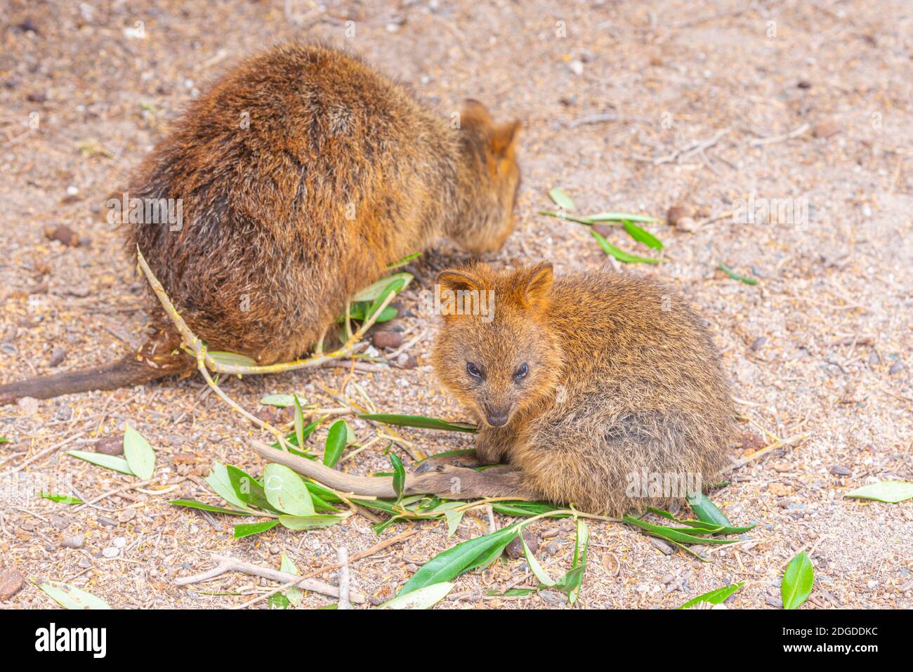 Quokka living at Rottnest island near Perth, Australia Stock Photo - Alamy