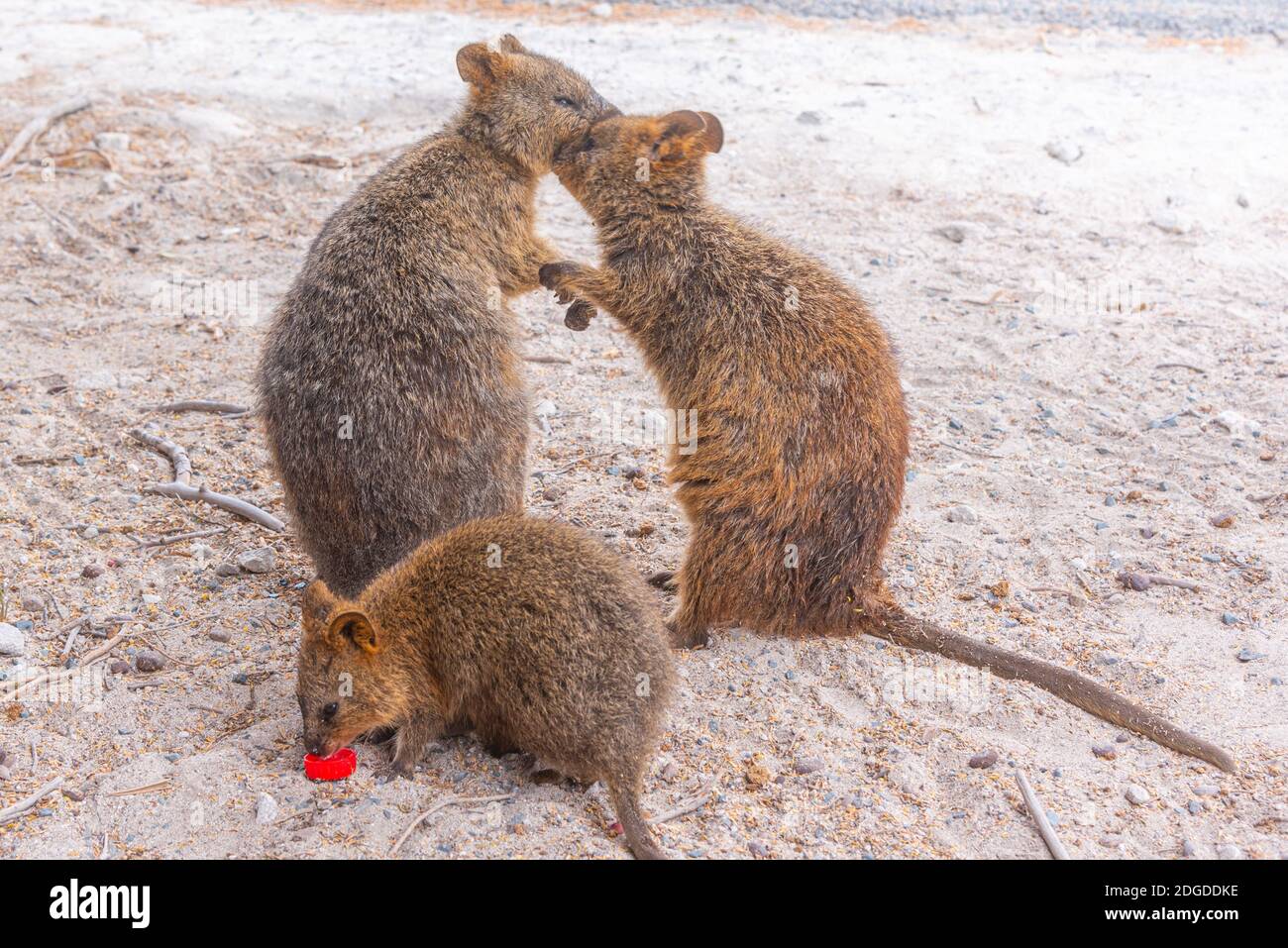 Quokka living at Rottnest island near Perth, Australia Stock Photo - Alamy