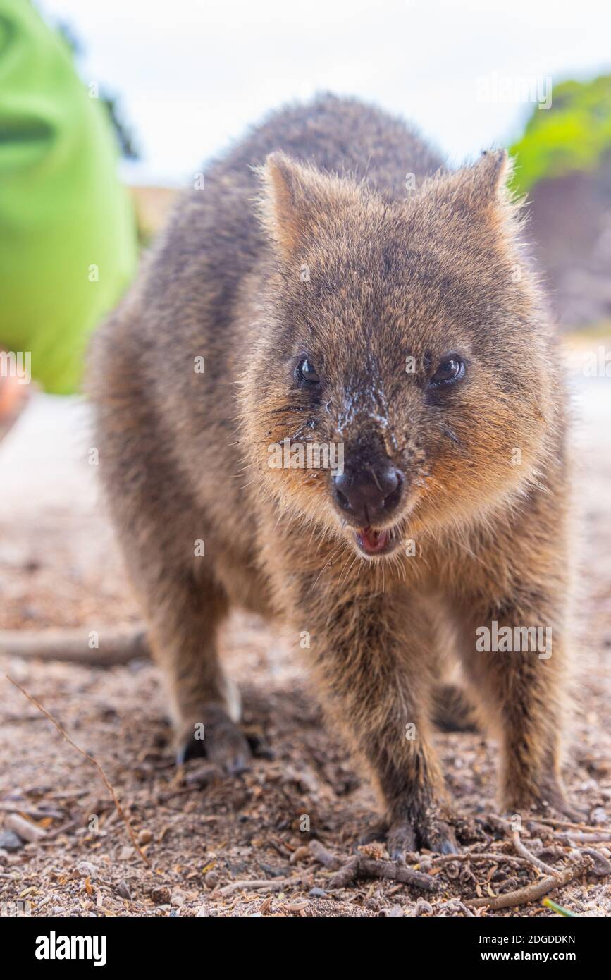 Quokka family hi-res stock photography and images - Alamy