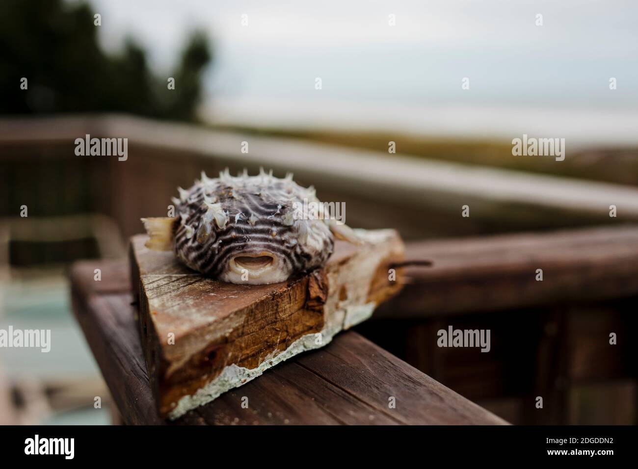 Pufferfish puffer fish dead hi-res stock photography and images - Alamy