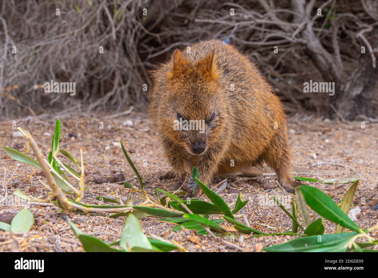 Quokka living at Rottnest island near Perth, Australia Stock Photo - Alamy