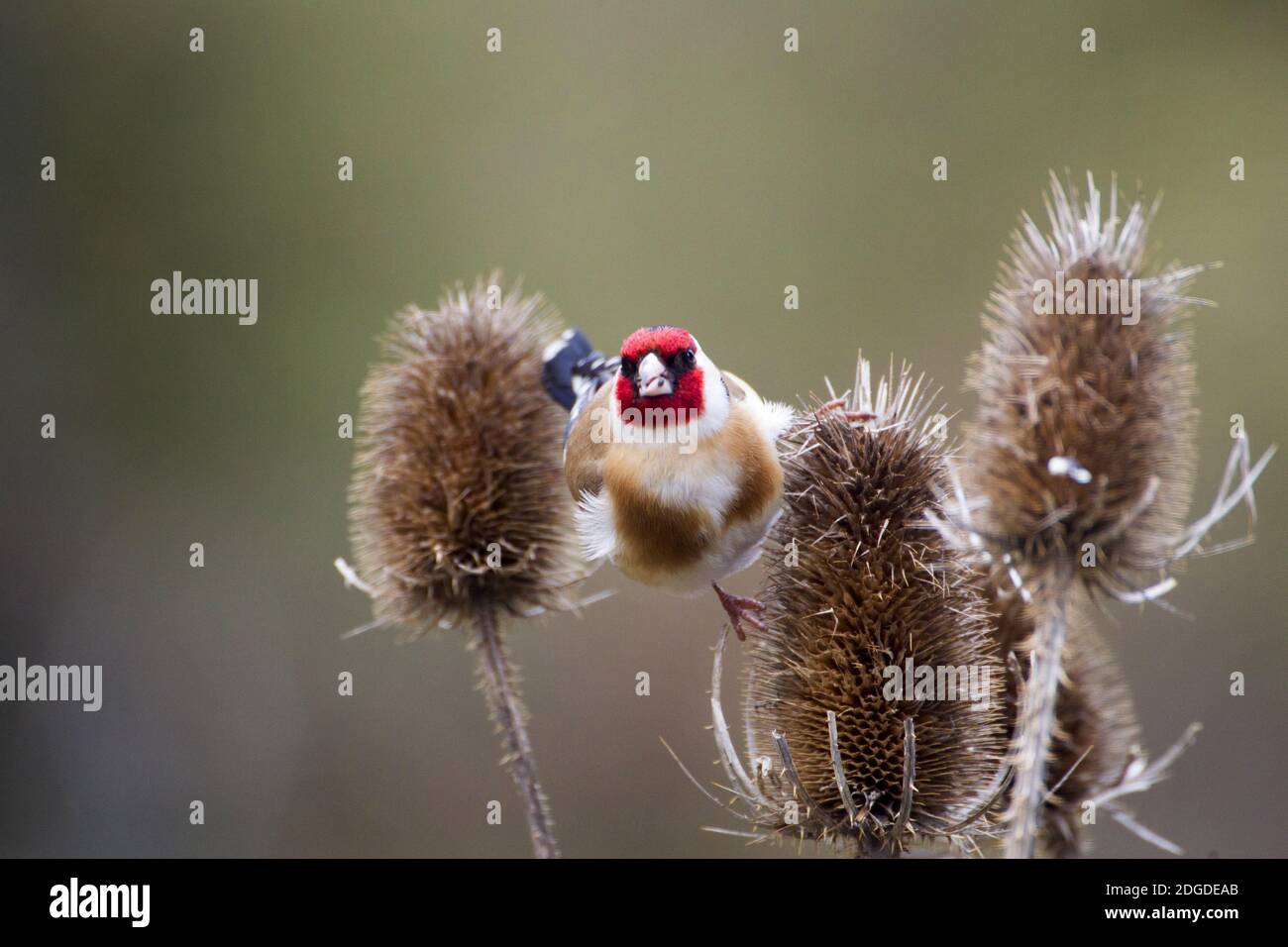 Goldfinch, Stieglitz (Carduelis carduelis), Distelfink on a thistle ...