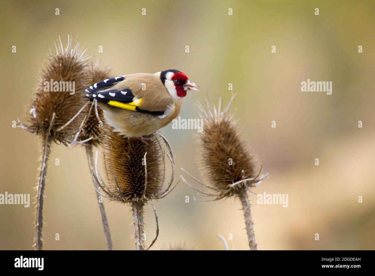 Goldfinch, Stieglitz (Carduelis carduelis), Distelfink on a this Stock ...