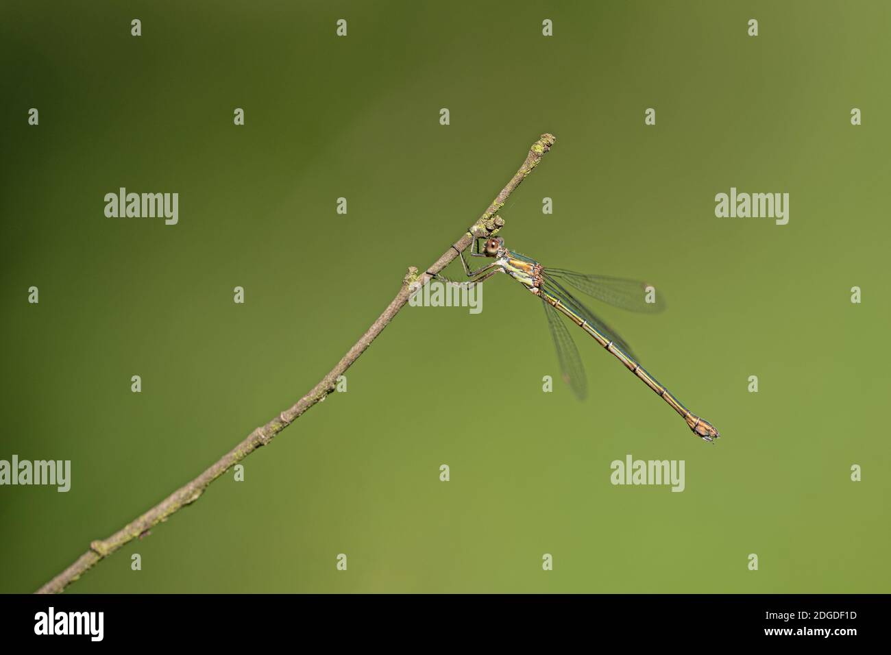 Western willow spreadwing Stock Photo - Alamy