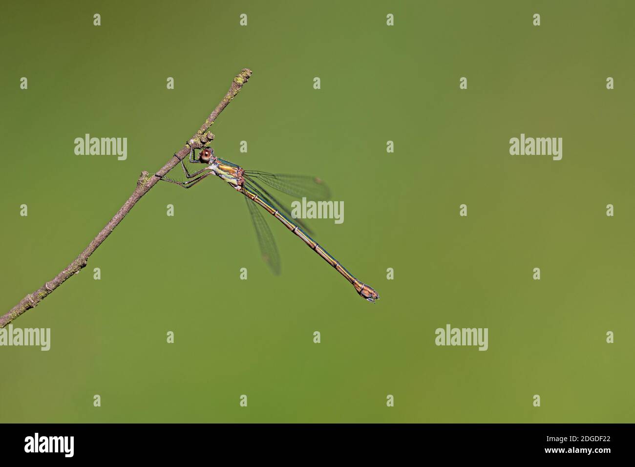 Western willow spreadwing Stock Photo - Alamy