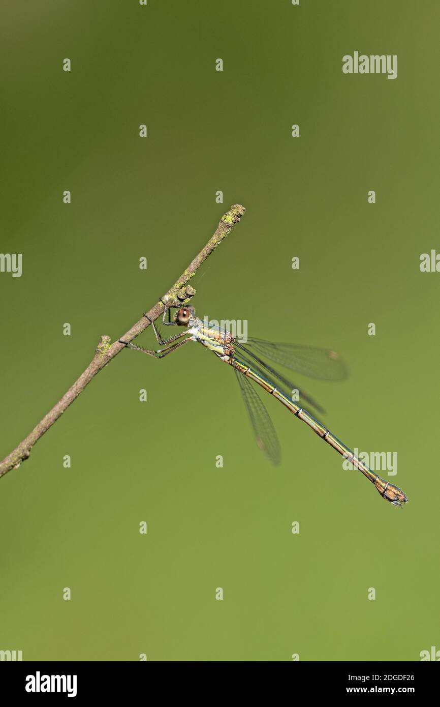 Western willow spreadwing Stock Photo - Alamy