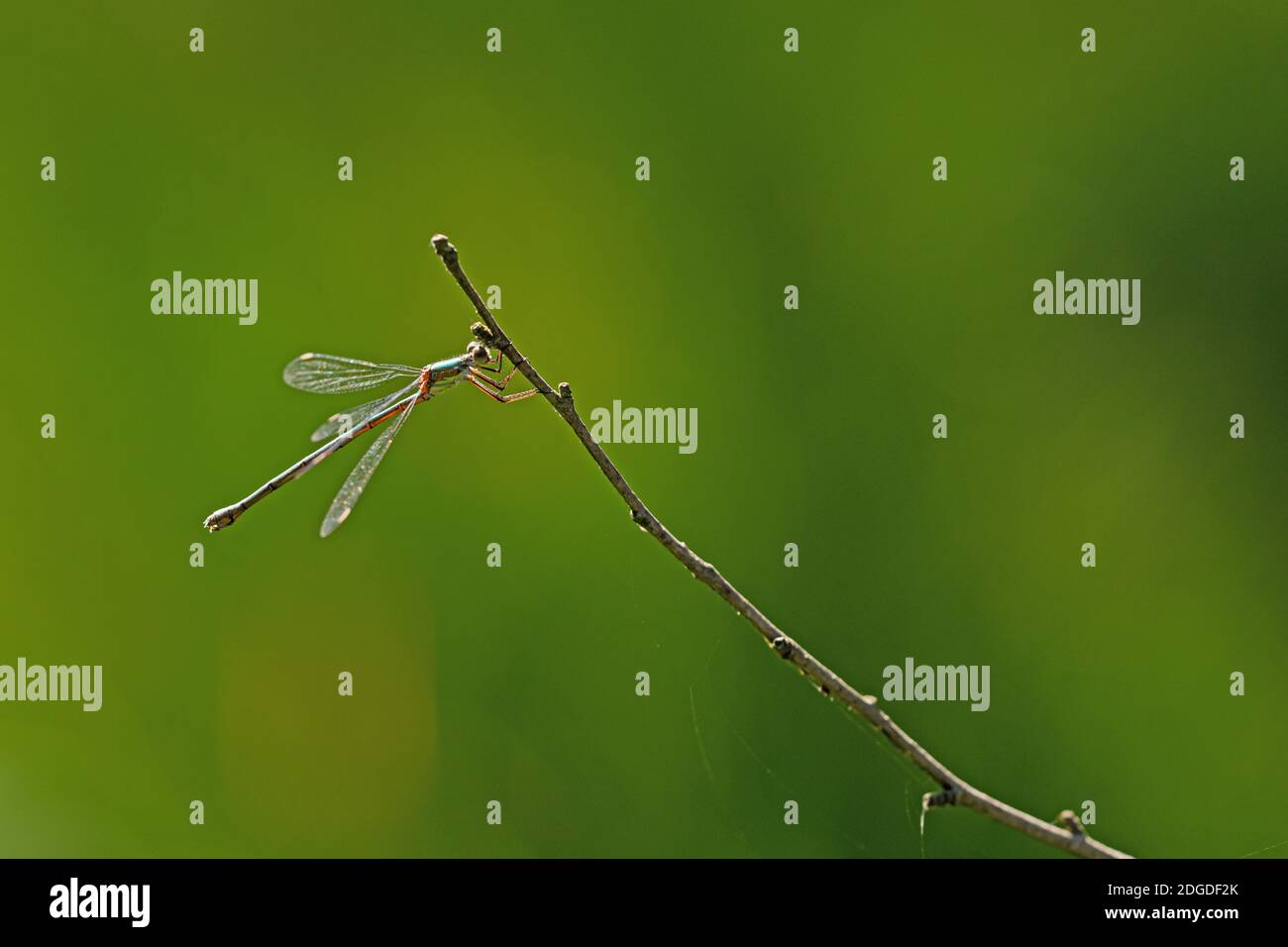 Western willow spreadwing Stock Photo - Alamy