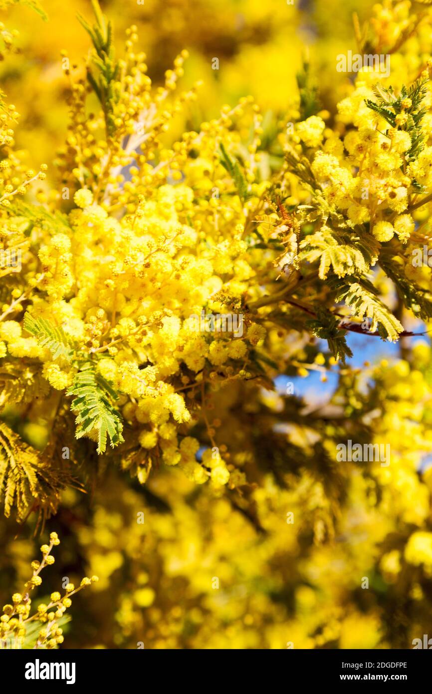 In wildlife mimosa plant and tree Stock Photo - Alamy