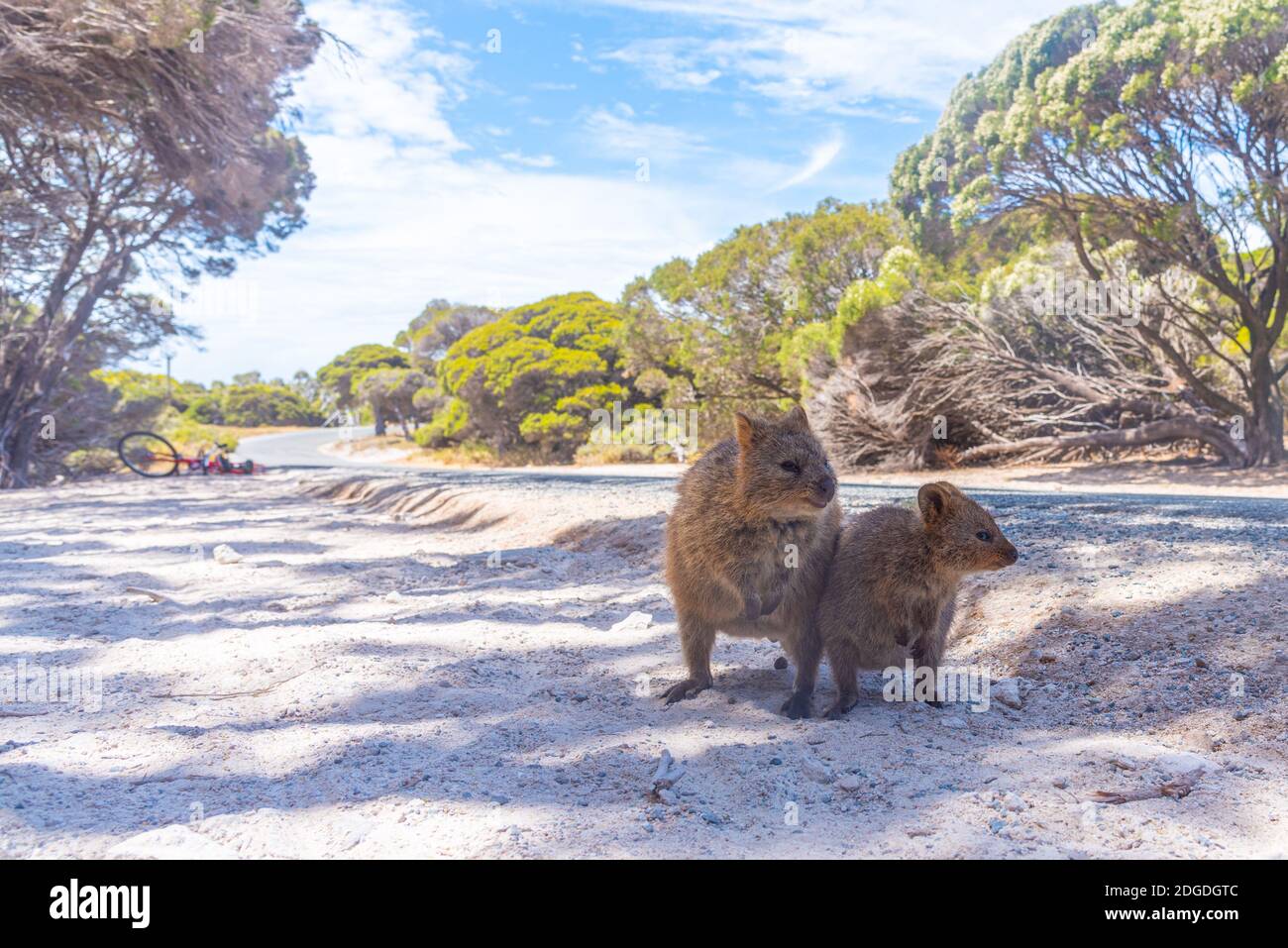 Quokka living at Rottnest island near Perth, Australia Stock Photo - Alamy