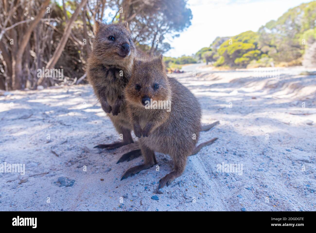 Quokka living at Rottnest island near Perth, Australia Stock Photo - Alamy