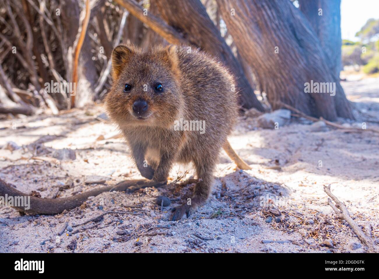 Quokka living at Rottnest island near Perth, Australia Stock Photo - Alamy