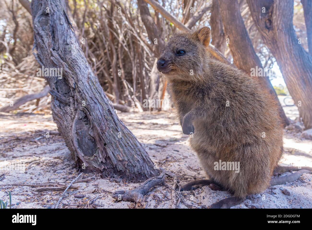 Quokka living at Rottnest island near Perth, Australia Stock Photo - Alamy