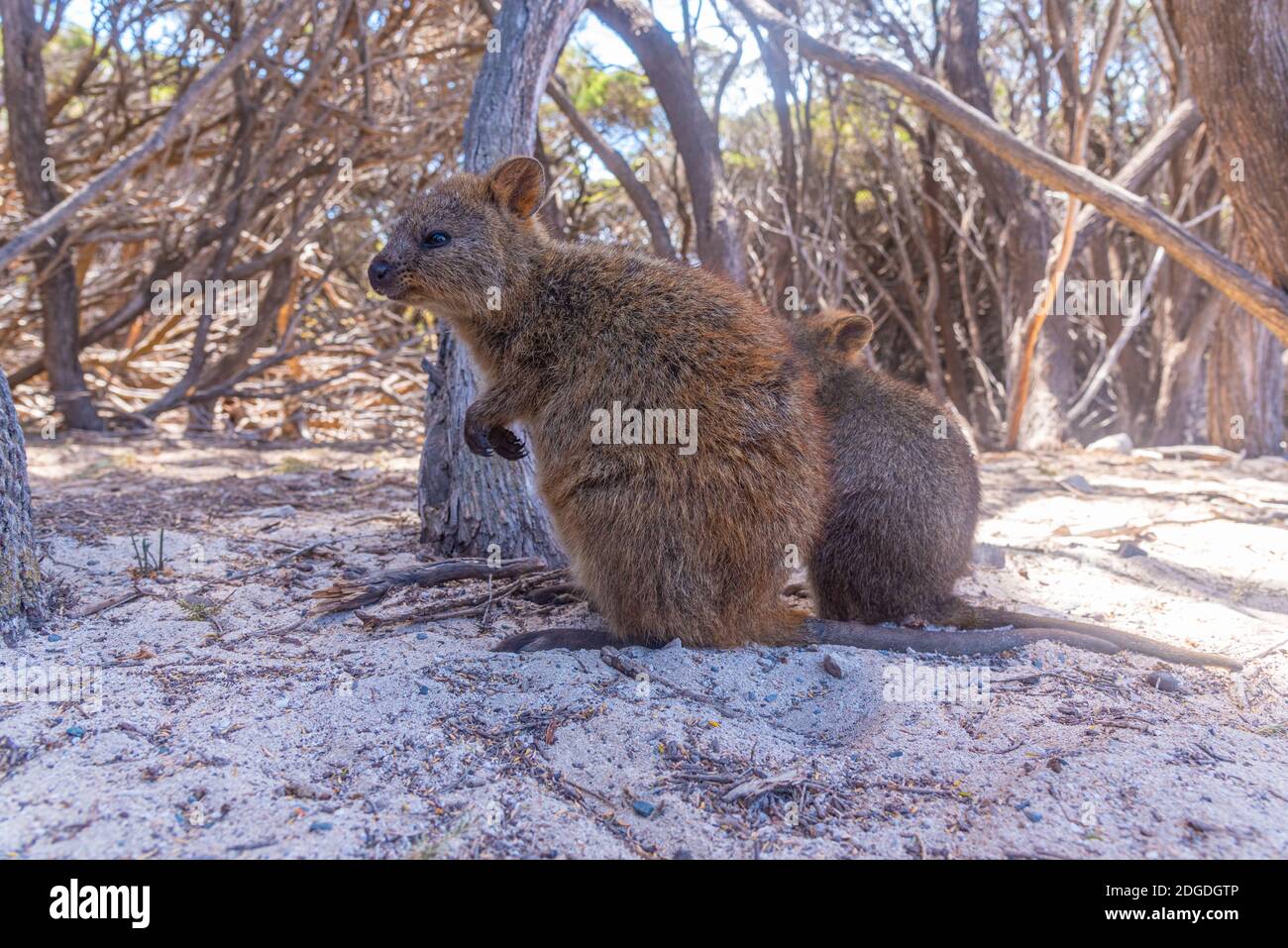 Quokka living at Rottnest island near Perth, Australia Stock Photo - Alamy