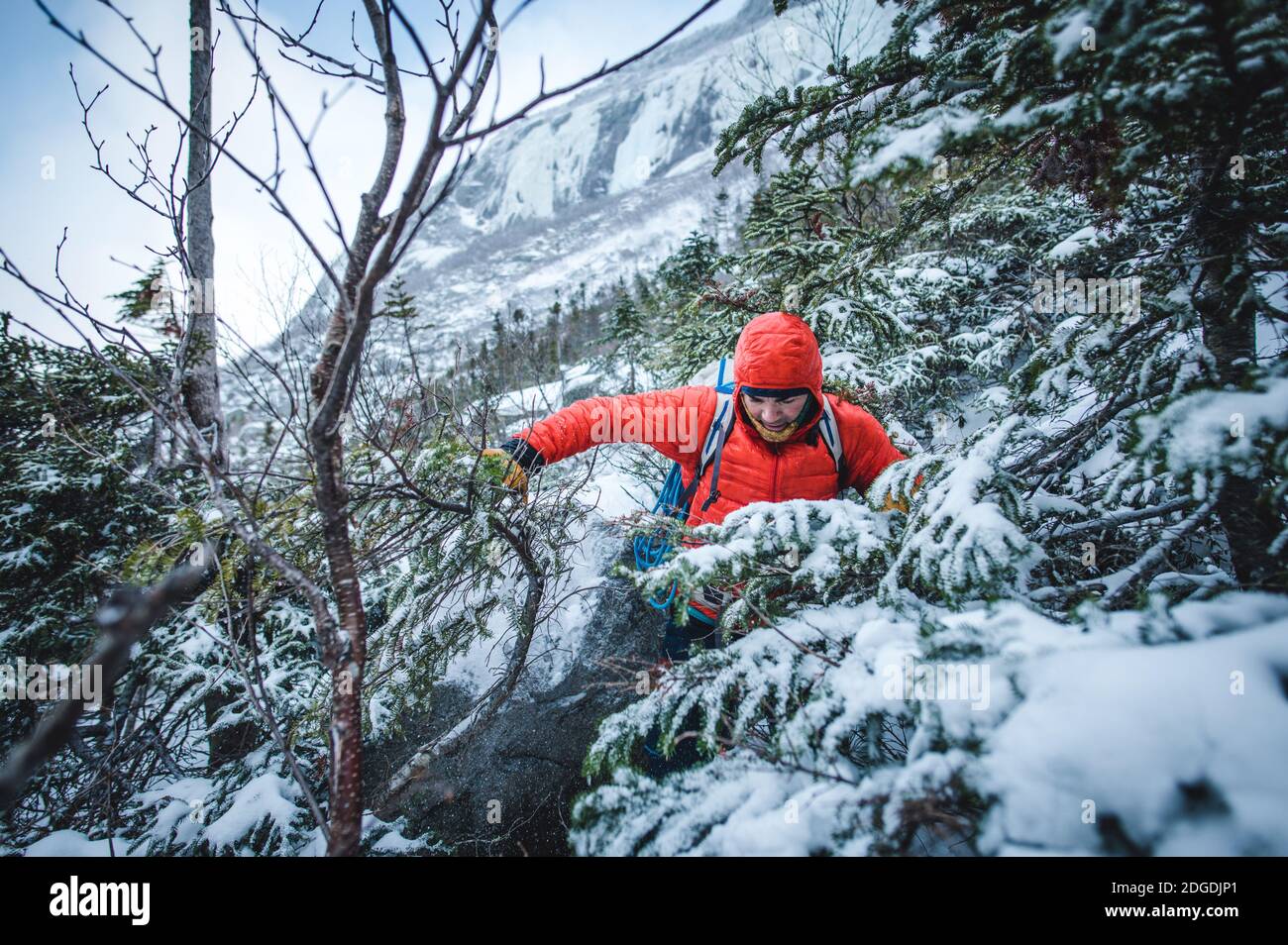 A male alpine climber fights through thick trees and bushes in snow ...