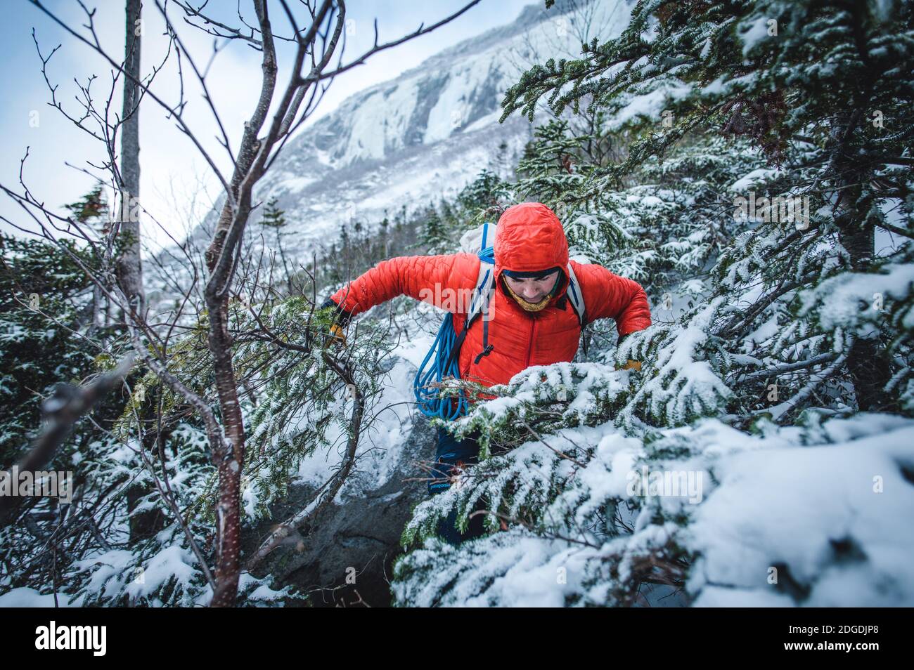 A male alpine climber fights through thick trees and bushes in snow ...