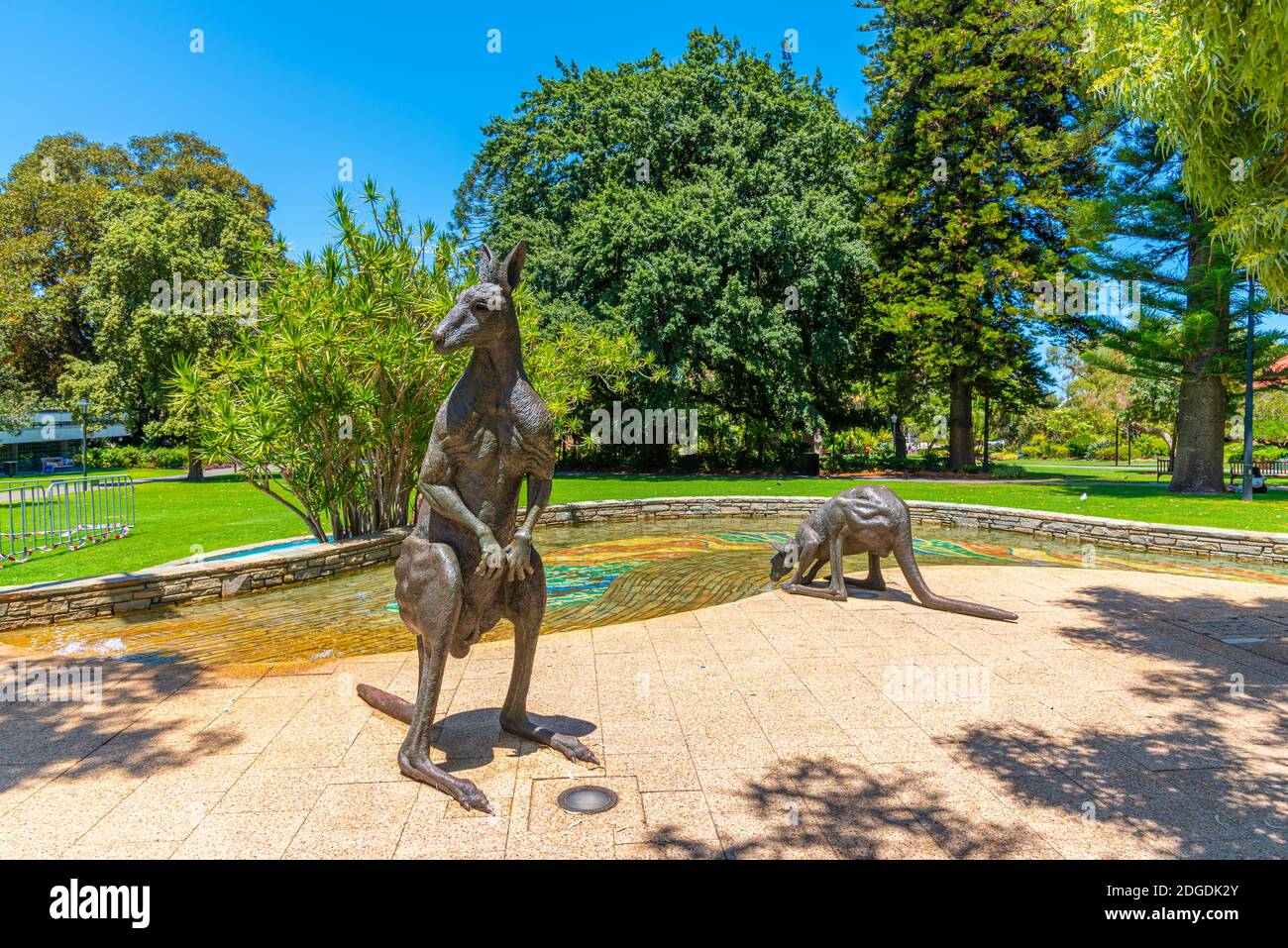 Kangaroos in the city hi-res stock photography and images - Alamy