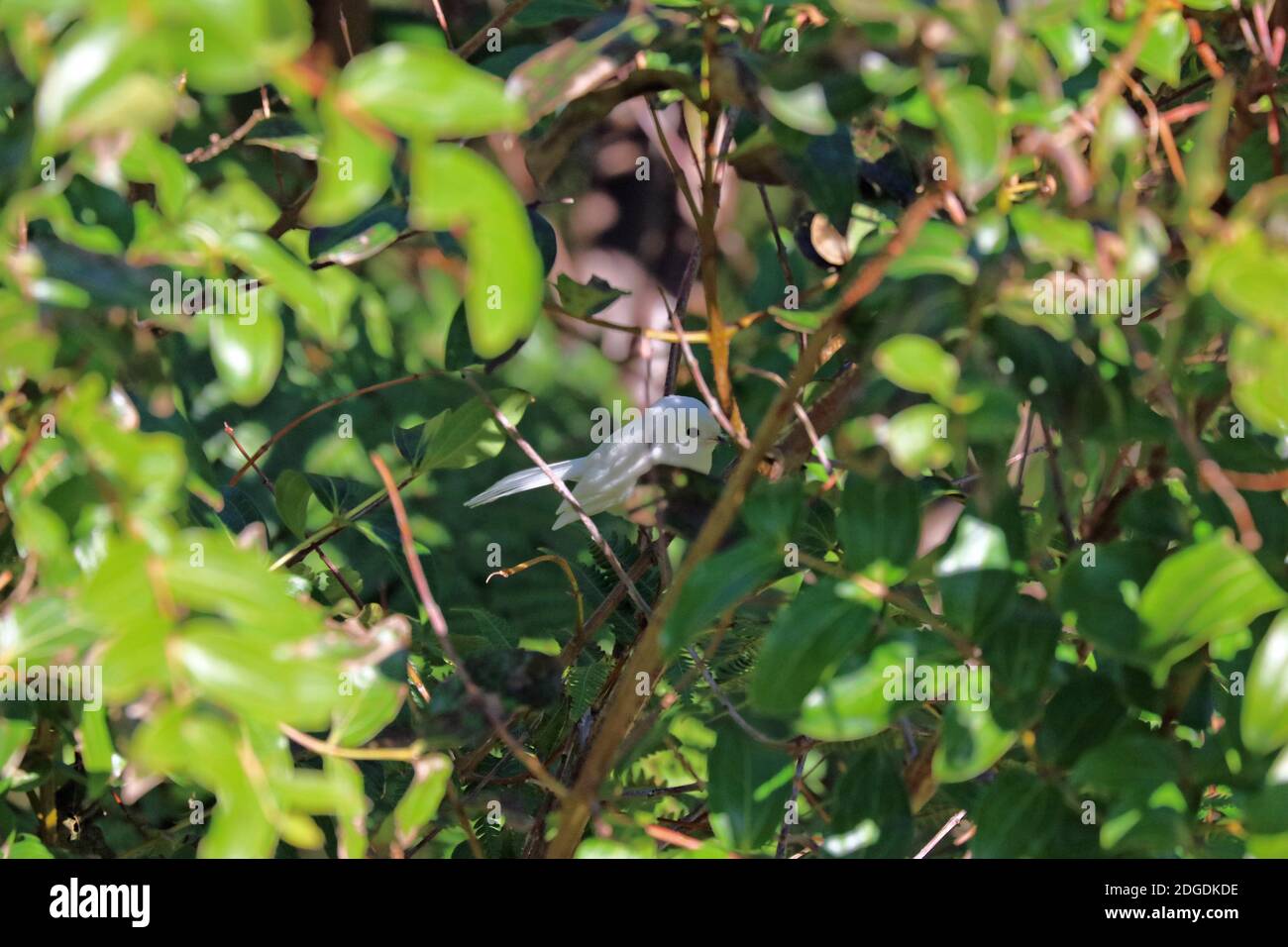 Rare White Fantail, pīwakawaka, Stratford Taranaki, New Zealand Stock ...